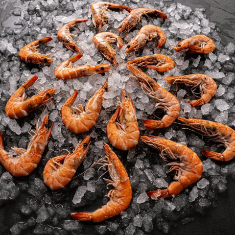 Prawn GIF by Fish for Thought - Find & Share on GIPHY