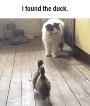 Cat Duck GIF - Find & Share on GIPHY