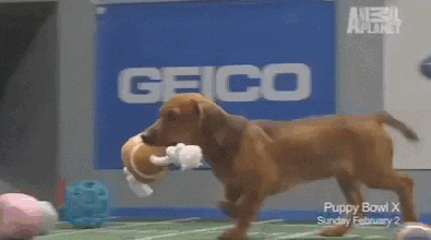 Safe For Work Puppy GIF - Find & Share on GIPHY