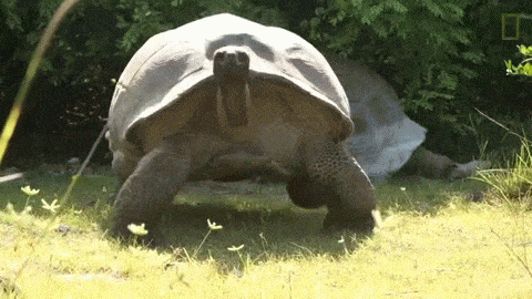 Tortoise GIF - Find & Share on GIPHY