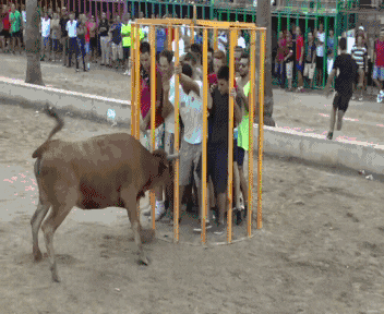 Bull GIF - Find & Share on GIPHY