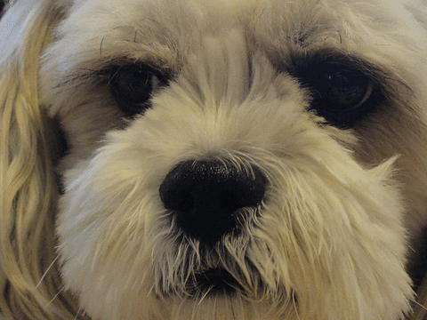 Dog Eye GIF - Find & Share on GIPHY