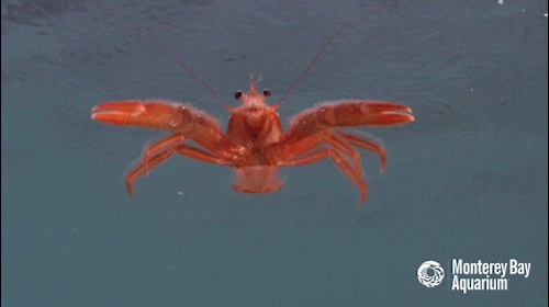 Red Crabs GIFs - Find & Share on GIPHY
