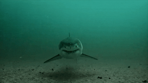 On My Way Swimming GIF by Shark Week - Find & Share on GIPHY