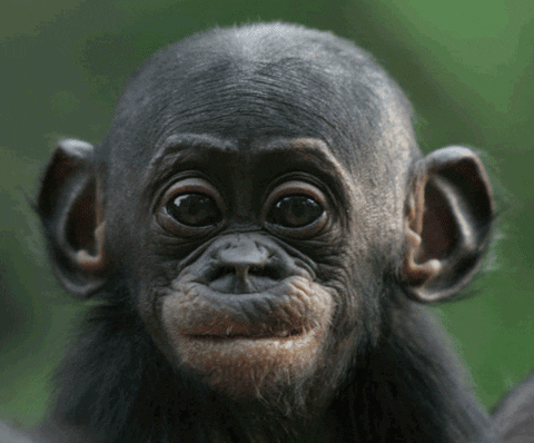 Monkey Freaking Out GIF - Find & Share on GIPHY