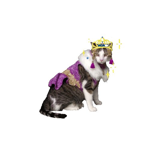 Cat Queen Sticker by Refinery29 for iOS & Android | GIPHY