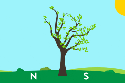 Tree GIF - Find & Share on GIPHY