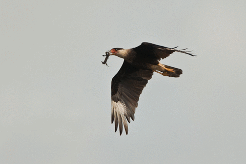 Prey GIF - Find & Share on GIPHY