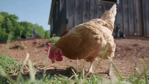 Chicken Vegan GIF by Mercy For Animals - Find & Share on GIPHY