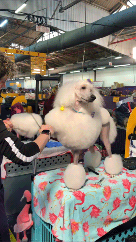 Dog Show GIF by Westminster Kennel Club - Find & Share on GIPHY