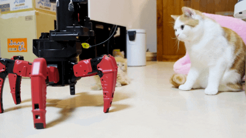 Cat Robot GIF - Find & Share on GIPHY