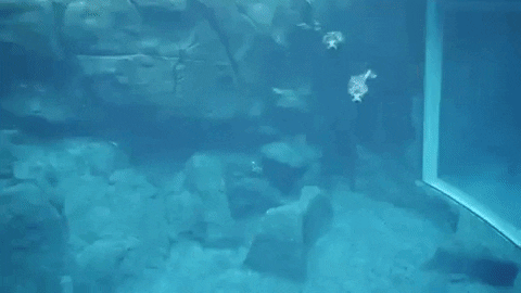 Georgia Aquarium GIFs - Get the best GIF on GIPHY