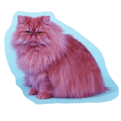 Cat Pink Sticker for iOS & Android | GIPHY
