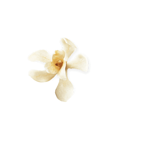 Cuir De Nuit Sticker by Yves Rocher for iOS & Android | GIPHY