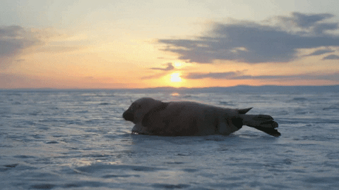 Beauty Landscape GIF by BBC Earth - Find & Share on GIPHY