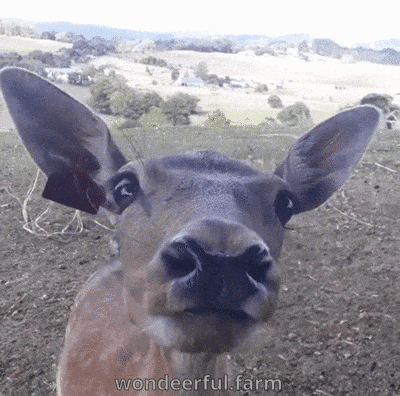 Aww Deer GIF by Wondeerful farm - Find & Share on GIPHY