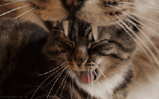 Cat Meow GIF - Find & Share on GIPHY