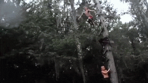 Trees GIF - Find & Share on GIPHY