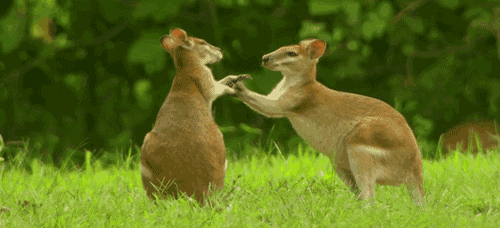 Kangaroo GIF - Find & Share on GIPHY