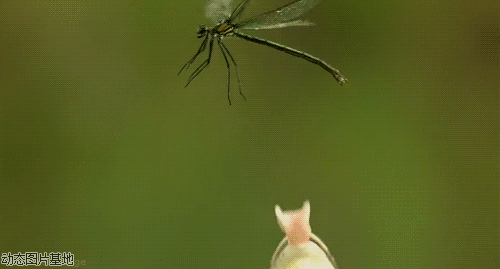 Dragon Fly GIF - Find & Share on GIPHY