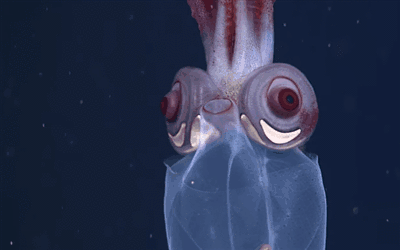 Squid GIF - Find & Share on GIPHY