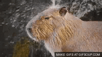 Capybara GIF - Find & Share on GIPHY