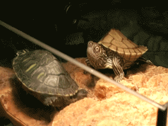 Surprised Turtle GIF - Find & Share on GIPHY