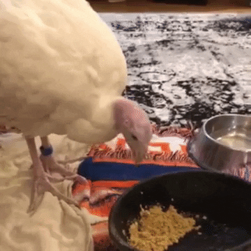 Life Eating GIF by Mercy For Animals - Find & Share on GIPHY