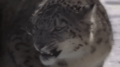Nat Geo Wild GIF - Find & Share on GIPHY