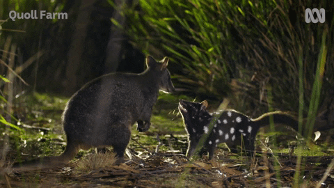 Stand Back GIF by ABC TV + IVIEW - Find & Share on GIPHY