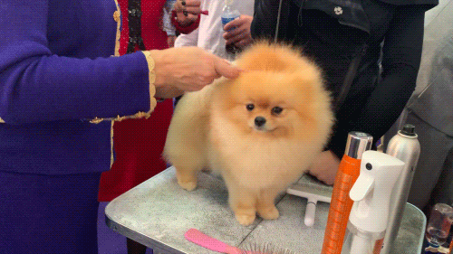 Dog Show GIF by Westminster Kennel Club - Find & Share on GIPHY