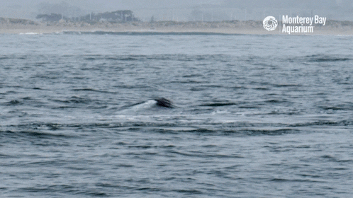Monterey Bay Aquarium GIF - Find & Share on GIPHY