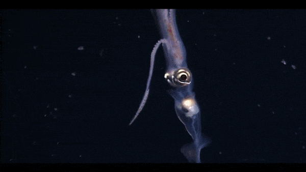 Sea Creature Squid GIF - Find & Share on GIPHY