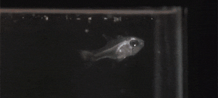 Fish GIFs - Get the best GIF on GIPHY