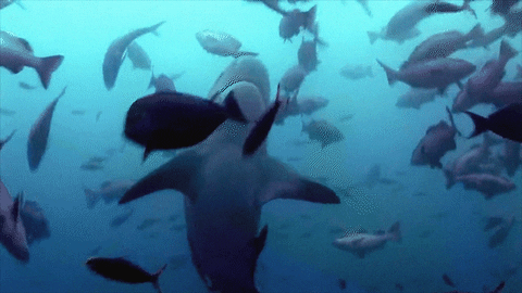 Party Ocean GIF by Shark Week - Find & Share on GIPHY