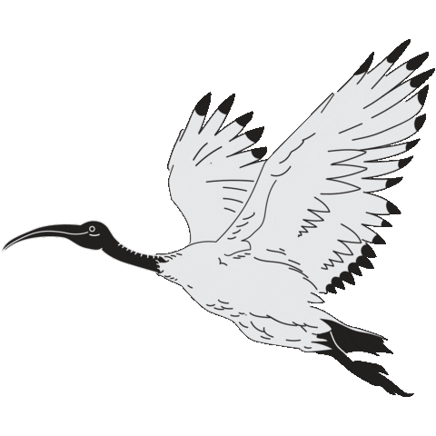 Ibis Bin Chicken Sticker by unsw for iOS & Android | GIPHY