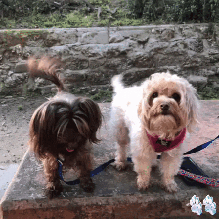 Dogs Cute Dog GIF - Find & Share on GIPHY