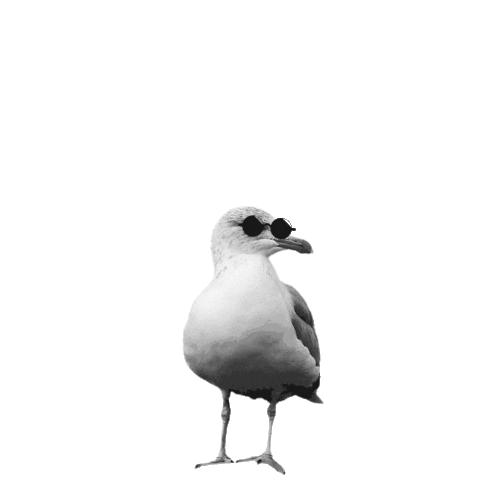 Seagull Moewe Sticker by DEICHBRAND Festival for iOS & Android | GIPHY