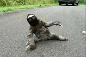 Sloth GIF - Find & Share on GIPHY