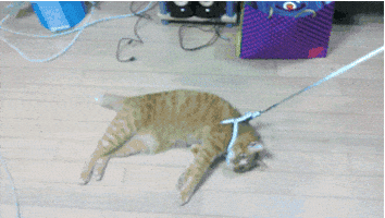 Lazy GIFs - Get the best GIF on GIPHY