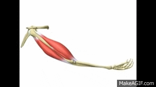 Muscles GIF - Find & Share on GIPHY