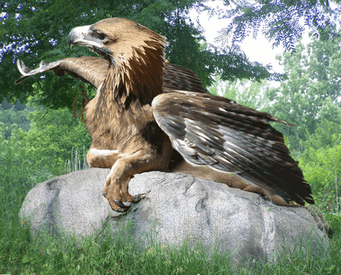 Griffin GIF - Find & Share on GIPHY