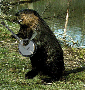 Beaver GIF - Find & Share on GIPHY