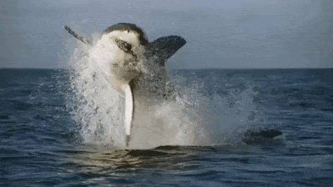 Fun Dancing GIF by Shark Week - Find & Share on GIPHY