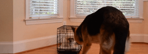 Hostage GIF - Find & Share on GIPHY