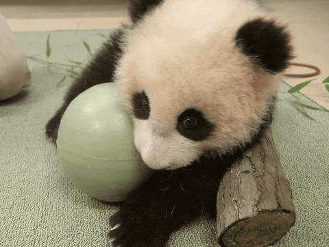 Baby Animals Lol GIF by San Diego Zoo - Find & Share on GIPHY