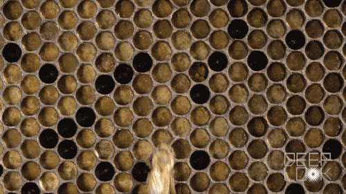 Honey Bees GIF by PBS Digital Studios - Find & Share on GIPHY