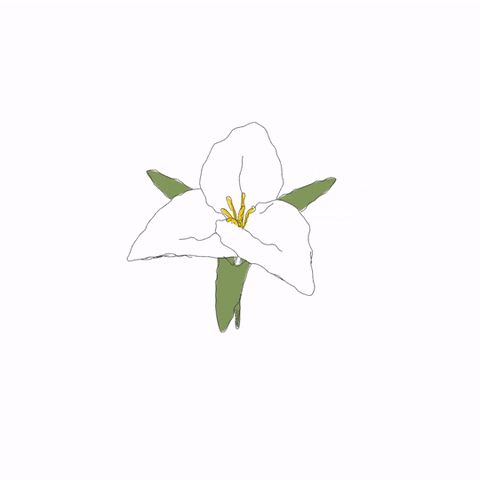 Animation Blooming GIF by David Koblesky - Find & Share on GIPHY