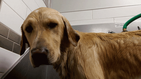 Dog Grooming Gifs