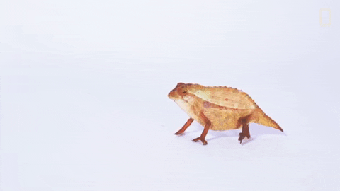 Chameleon GIF by Nat Geo Wild - Find & Share on GIPHY